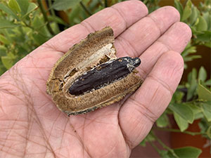 Enorme potencial del choibá - Chocó7días.com