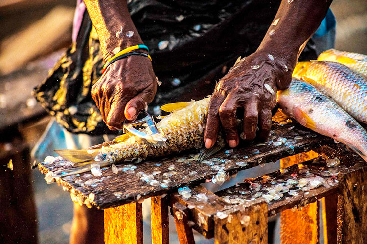 Pesca en el Atrato: reflexiones a su manejo - Chocó7días.com
