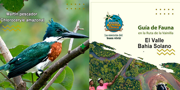 Bahía Solano: Guía de fauna en la ‘Ruta de la vainilla’ - Chocó7días.com