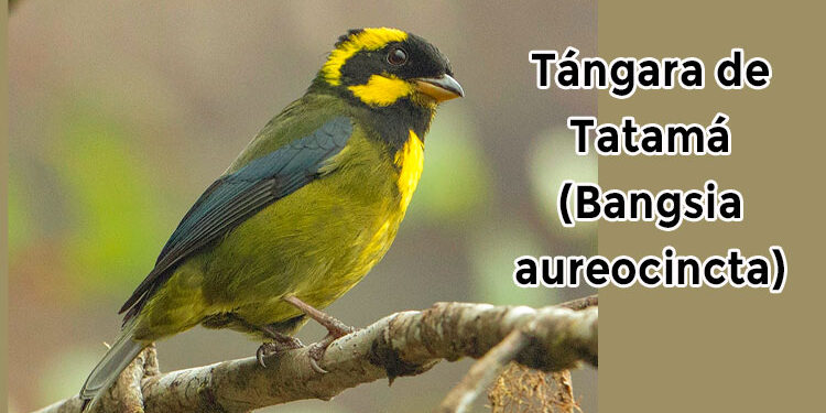 Tangara del Tatamá - Chocó7días.com