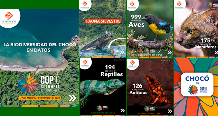 La biodiversidad del Chocó en datos - Chocó7días.com